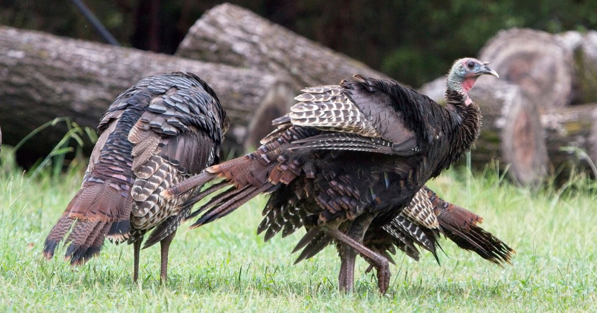 Late Season Turkey Hunting: How to Hunt Pressured Birds in May ...